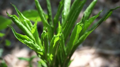Amorphophallus Variabilis Kembang Bangkai Walur Acung Stock Footage ...