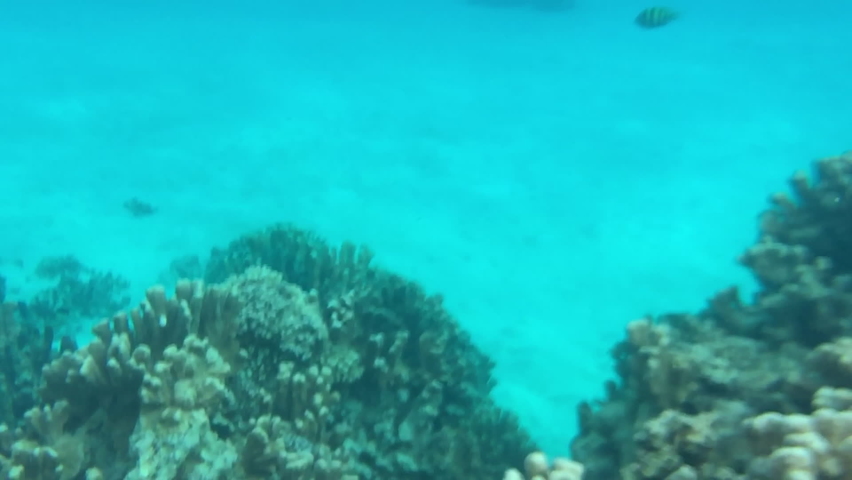 tropical bright fishes coral reef saipan Stock Footage Video (100% ...