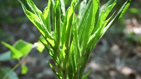 Amorphophallus Variabilis Kembang Bangkai Walur Acung Stock Footage ...