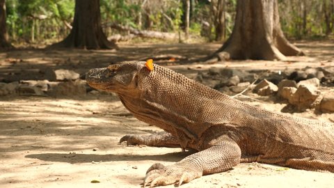 Closeup Moving Komodo Dragon 4k Beautiful Stock Footage Video (100% ...