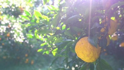 Citron Yuja Field Stock Footage Video (100% Royalty-free) 1081586246 ...