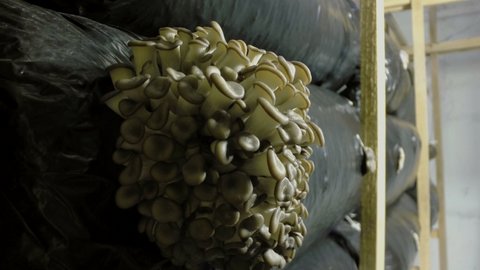 Growing Mushrooms Time Lapse Mycelium Closeup Stock Footage Video (100% ...