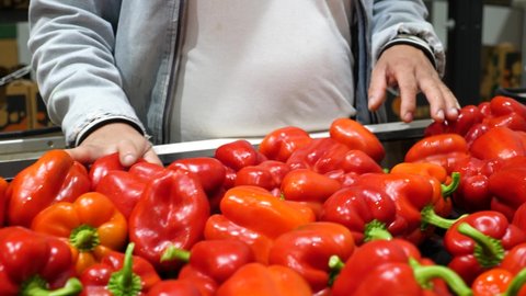 Industrial Bell Peppers Harvesting Summer Machineryfarmersagriculture ...