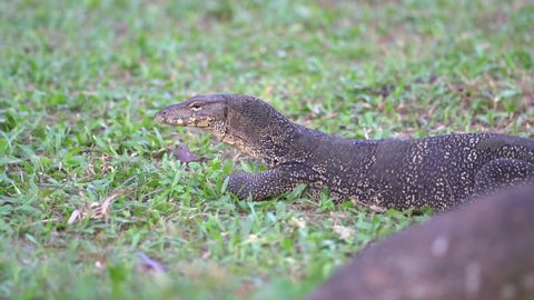 Monitor Lizard Throat Movement Puffing Throat Stock Footage Video (100% ...