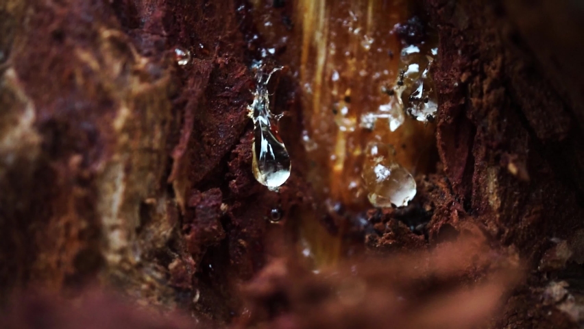 Tree Sap Stock Footage ~ Royalty Free Stock Videos | Pond5