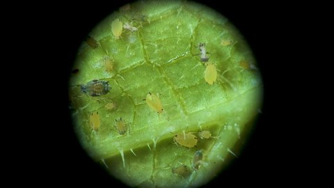 Aphid Under Microscope Aphid Superfamily Aphidoidea Stock Footage Video ...