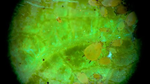 Aphid Under Microscope Aphid Superfamily Aphidoidea Stock Footage Video ...