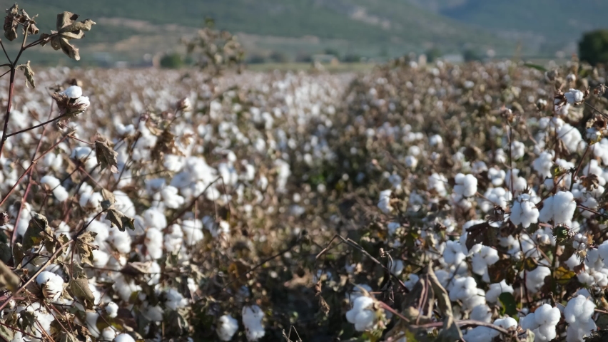 personal perspective walking white cotton field Stock Footage Video ...