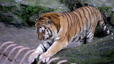 Portrait Bengal Tiger Sharpening Claws Stock Footage Video (100% ...
