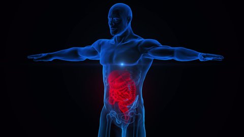 Human Digestive System Anatomy Animation Concept Stock Footage Video ...