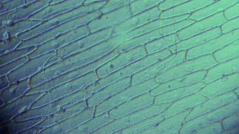 Thin Layer Plant Tissue One Cell Stock Footage Video (100% Royalty-free ...