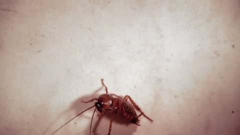 Dying Cockroach Trying Move While On Stock Footage Video (100% Royalty ...