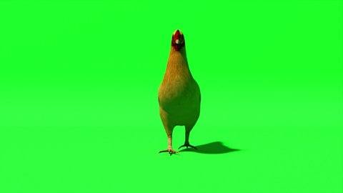 2,464 Green screen chicken Stock Video Footage - 4K and HD Video Clips ...