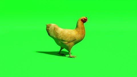 Chicken green screen Stock Video Footage - 4K and HD Video Clips ...