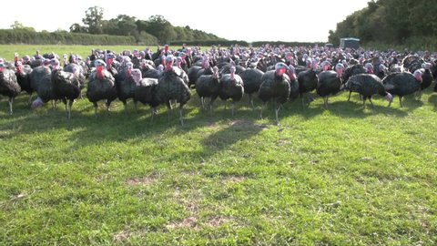 Hundreds Turkeys On Turkey Farm Slowly Stock Footage Video (100% ...
