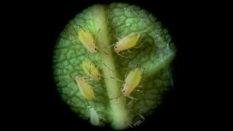 Aphid Under Microscope Aphid Superfamily Aphidoidea Stock Footage Video ...