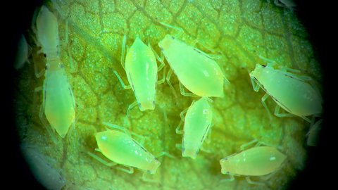Aphid Under Microscope Aphid Superfamily Aphidoidea Stock Footage Video ...