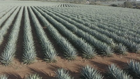 Drone Over Flying Field Agave Los Stock Footage Video (100% Royalty ...