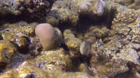 Group Farmerfish Protects Territory Burrows Coral Stock Footage Video ...