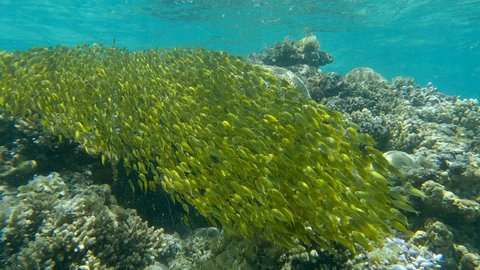 Massive School Juvenile Rabbitfish Shallow Water Stock Footage Video ...