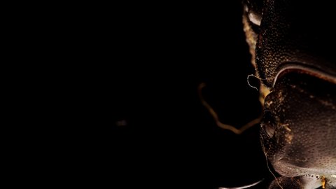 Macro Footage Stag Beetle Under Microscope Stock Footage Video (100% ...