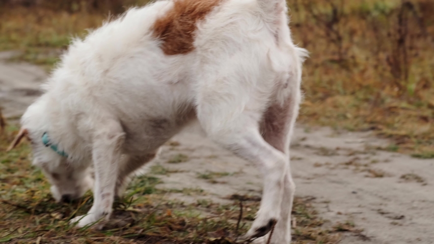 A White Hunting Dog with Stock Footage Video (100% Royalty-free ...