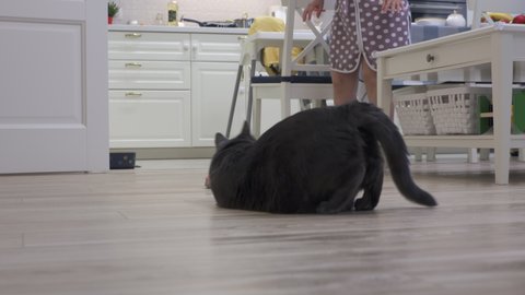 Fearful Behavior Domestic Cat Woman Scaring Stock Footage Video (100% ...