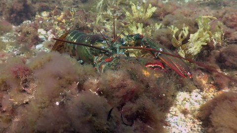 Atlantic Lobster Natural Habitats Stock Footage Video (100% Royalty ...