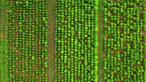 Aerial View Afforestation Area Tree Population Stock Footage Video (100 ...