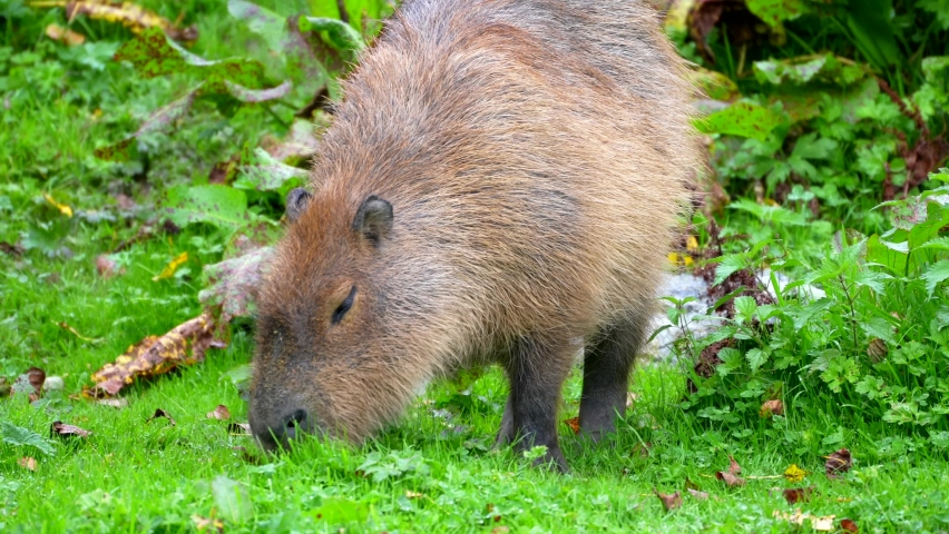 Capybara onsen Stock Video Footage - 4K and HD Video Clips | Shutterstock