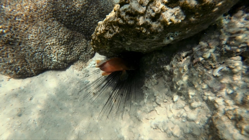 underwater creatures red sea Stock Footage Video (100% Royalty-free ...
