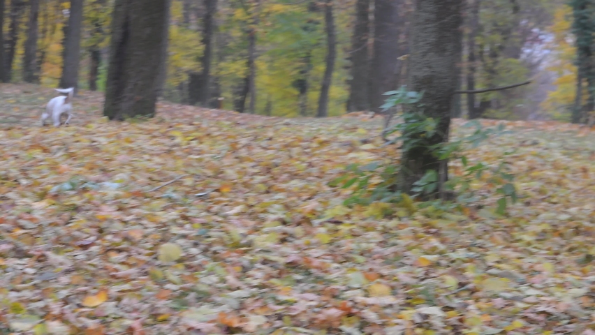 Hiding under tree Stock Video Footage - 4K and HD Video Clips ...