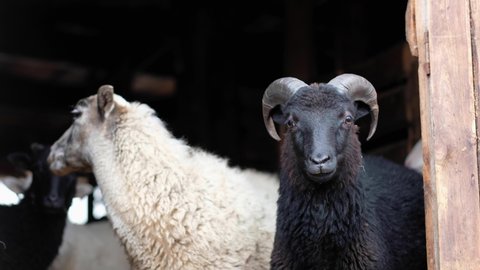 Portrait Large Black Ram Horns Looks Stock Footage Video (100% Royalty ...