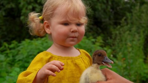 Cute Little Girl Afraid Stroke Duckling Stock Footage Video (100% ...