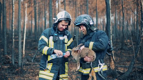 Firemen Giving Water Rabbit Burntout Forest Stock Footage Video (100% ...