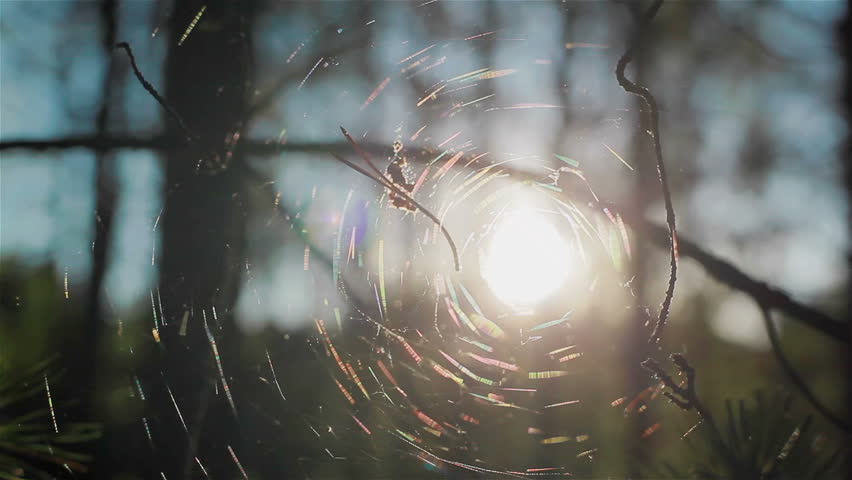 Mild Light of Evening Sun Stock Footage Video (100% Royalty-free ...