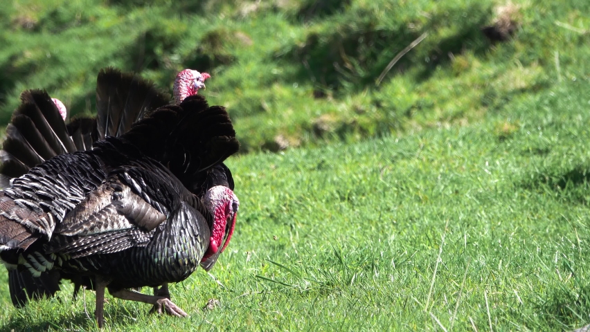wild feral turkeys new zealand's north Stock Footage Video (100% ...
