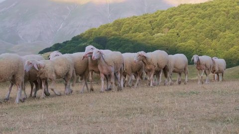 Flock Free Range Sheep Walking Away Stock Footage Video (100% Royalty ...