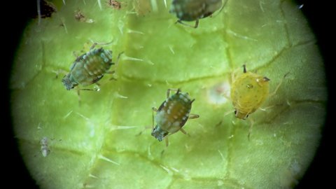 Aphid Under Microscope Aphid Superfamily Aphidoidea Stock Footage Video ...
