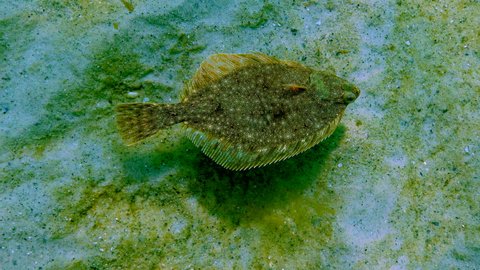 Black Sea European Flounder Platichthys Flesus Stock Footage Video (100 ...