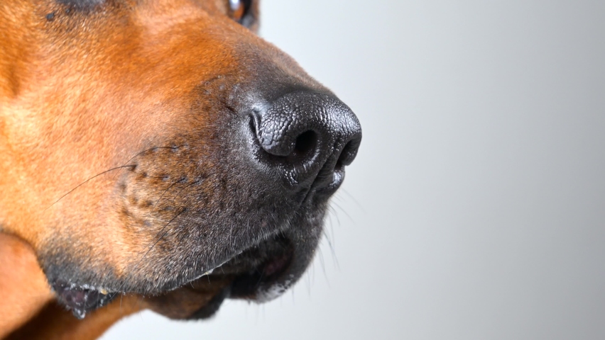 Closeup of Dog Nose image - Free stock photo - Public Domain photo ...