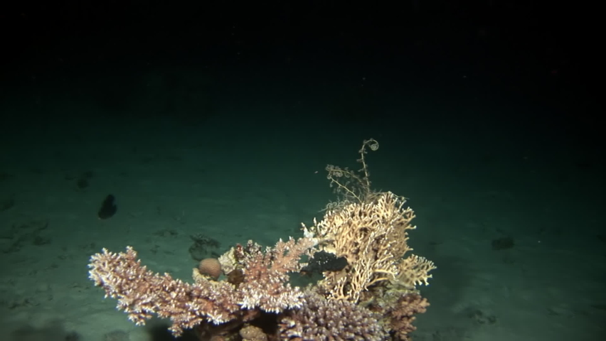 basket star astroboa nuda gorgonocephalus gorgon's Stock Footage Video ...