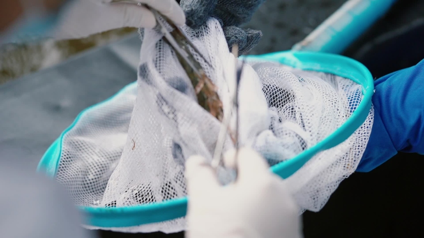 shrimp quality check farm technology Stock Footage Video (100% Royalty ...
