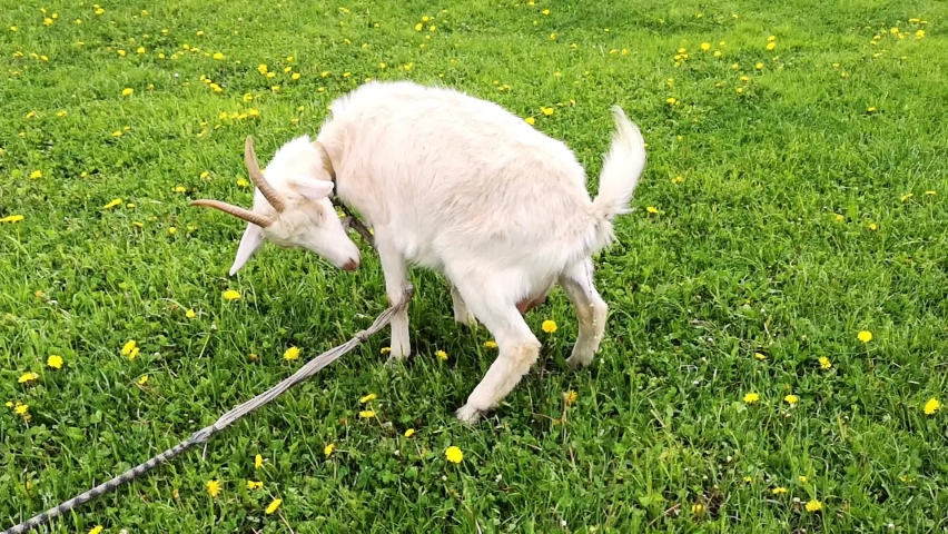 Animal urinating in a field Stock Video Footage - 4K and HD Video Clips ...