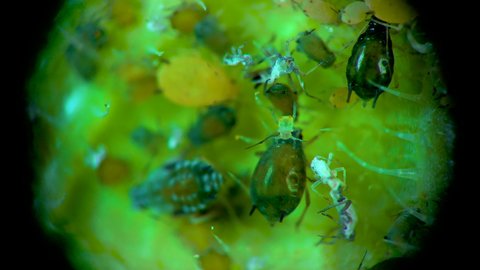 Aphid Under Microscope Aphid Superfamily Aphidoidea Stock Footage Video ...