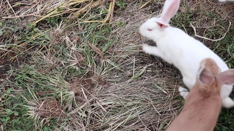 Rabbit mating Stock Video Footage - 4K and HD Video Clips | Shutterstock