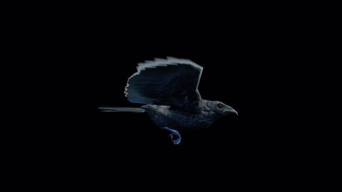 Crow Flying Loop Animation On Transparent Arkivvideomateriale (100 % ...