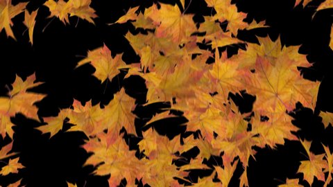 Leaf transition Stock Video Footage - 4K and HD Video Clips | Shutterstock