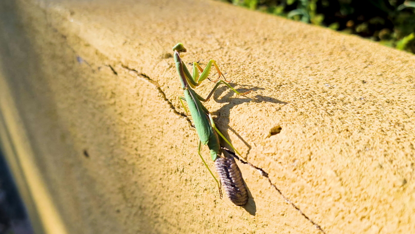 Praying Mantis Nest Stock Video Footage - 4K and HD Video Clips ...