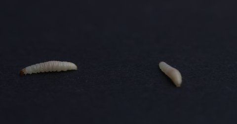 Creepy Crawly Maggot On Black Background Stock Footage Video (100% ...